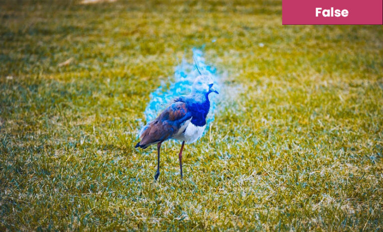 VFX artist’s work mistaken for real bird breathing fire — Soch Fact Check